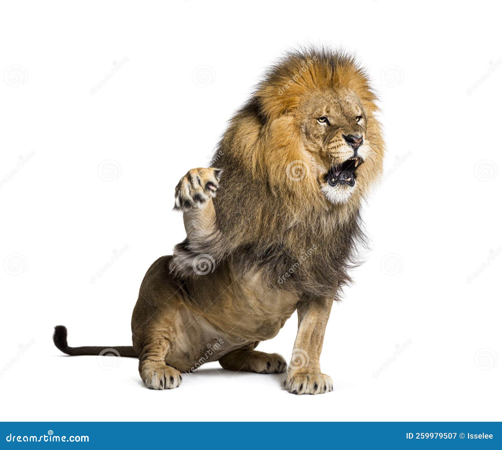 Upset Lion Pulling a Face and Looking at the Camera, Isolated Stock ...