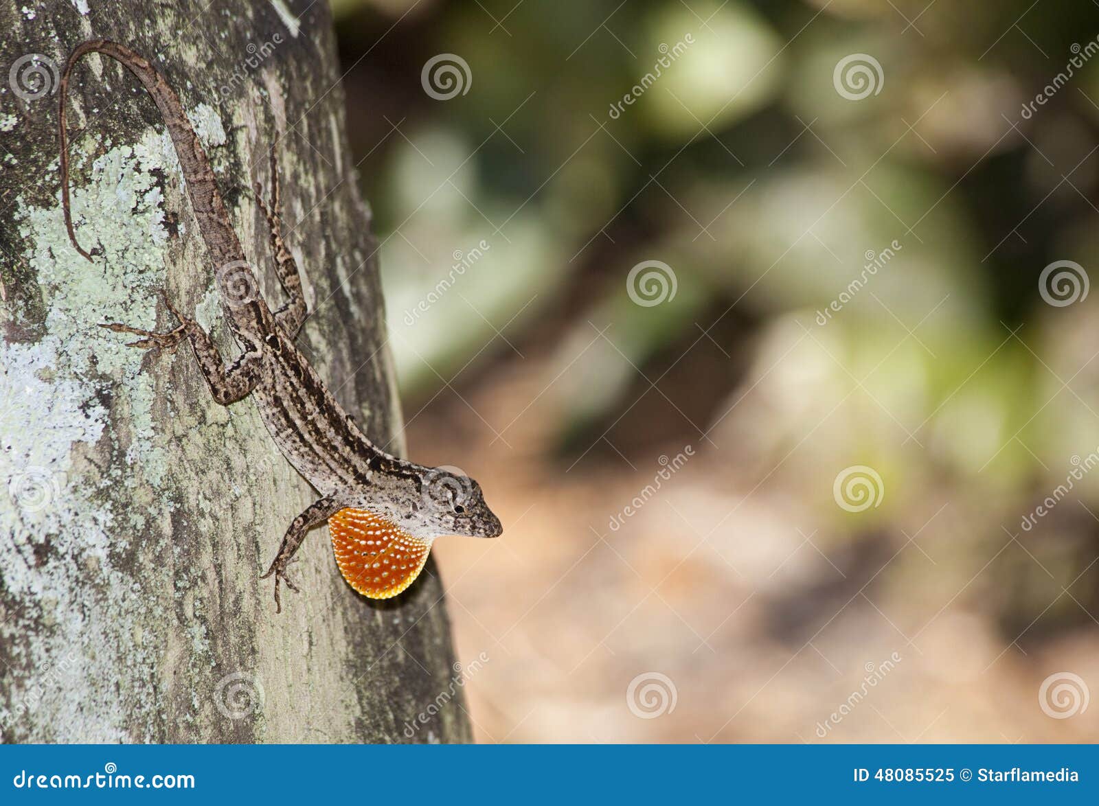 Upset Lizard stock image. Image of reptile, chameleon - 48085525