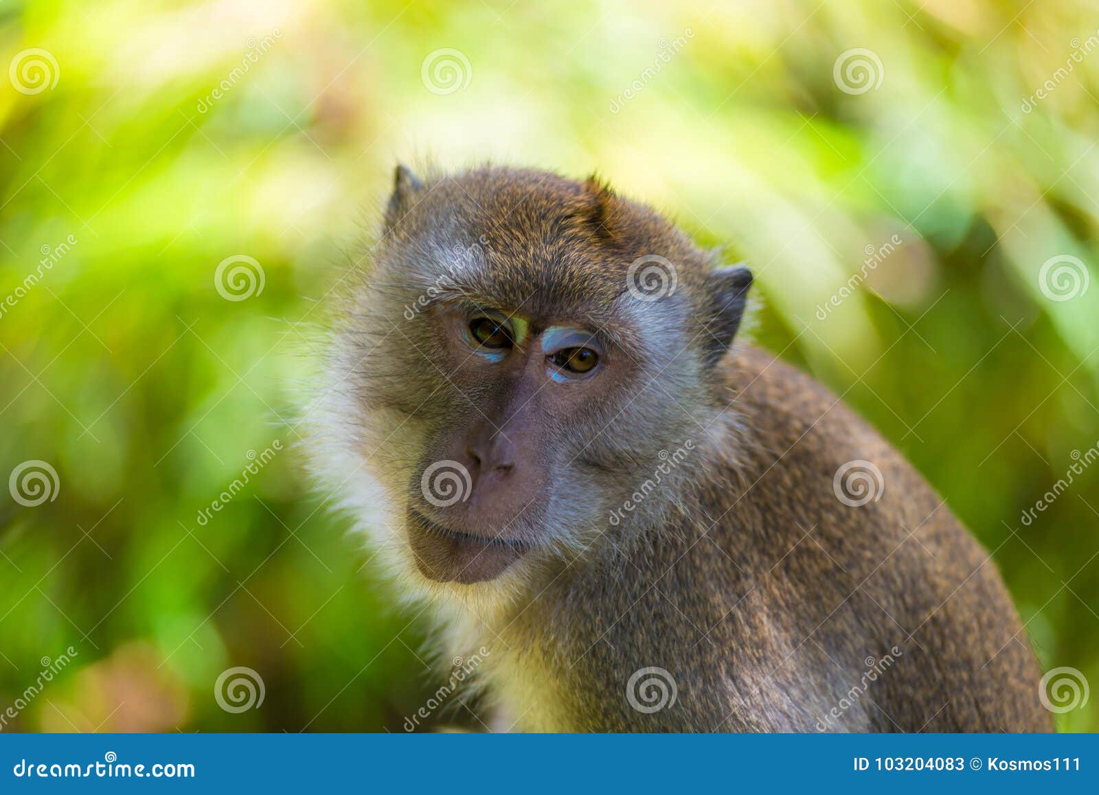 Upset Monkey Face Expression Stock Image - Image of tree, forest: 103204083