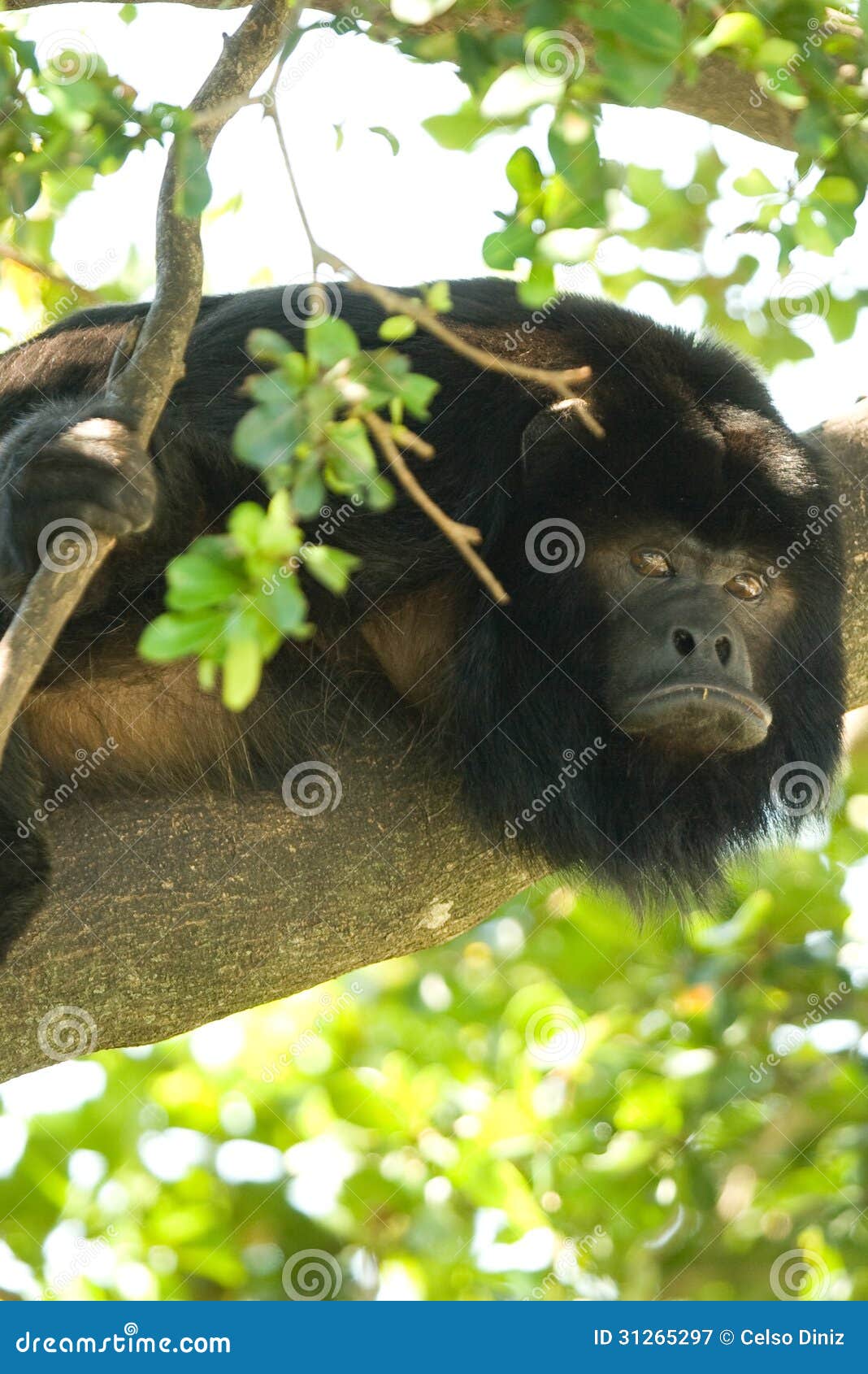 Upset monkey stock image. Image of africa, angle, mammal - 31265297