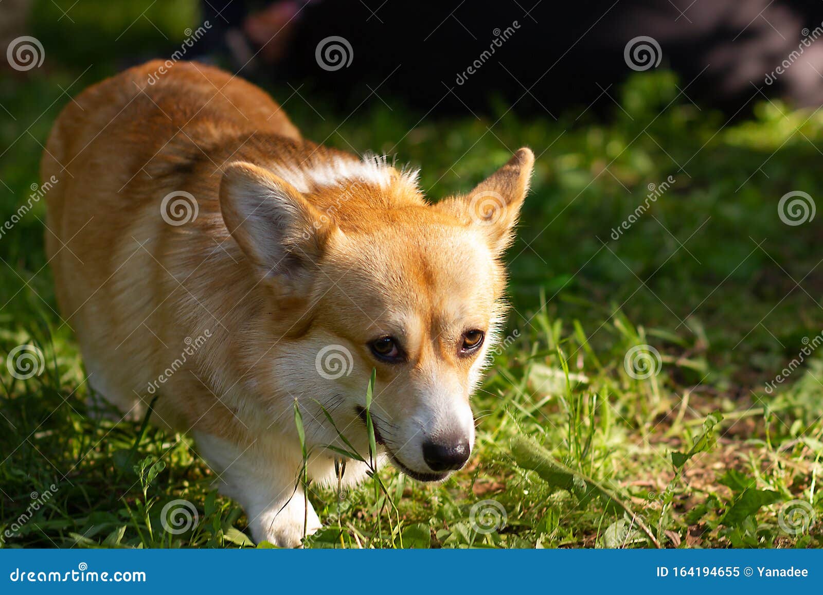 Upset sad tired corgi stock image. Image of stress, emotion - 164194655