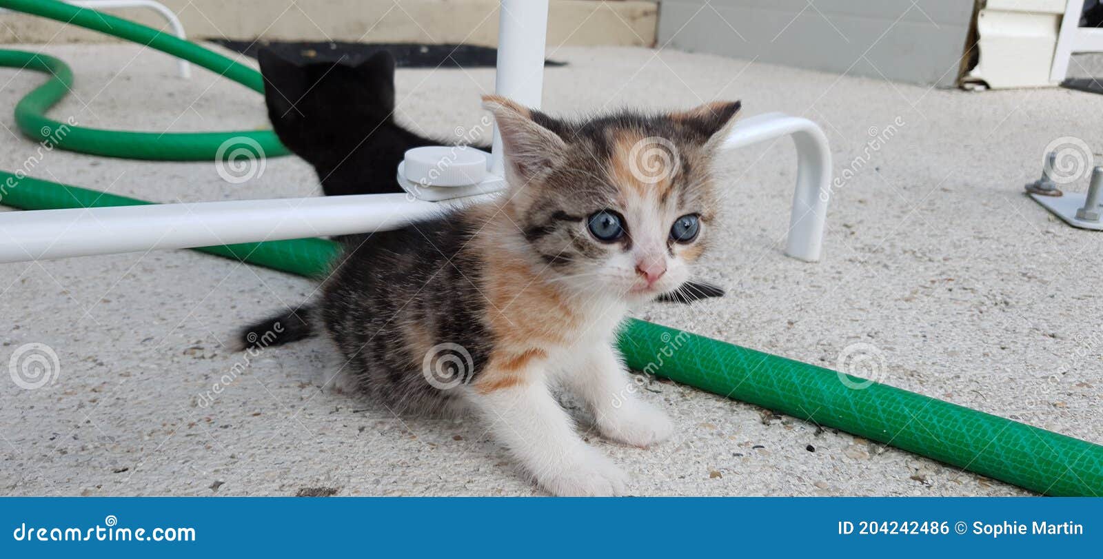 Upset and surprised kitten stock photo. Image of mammal - 204242486