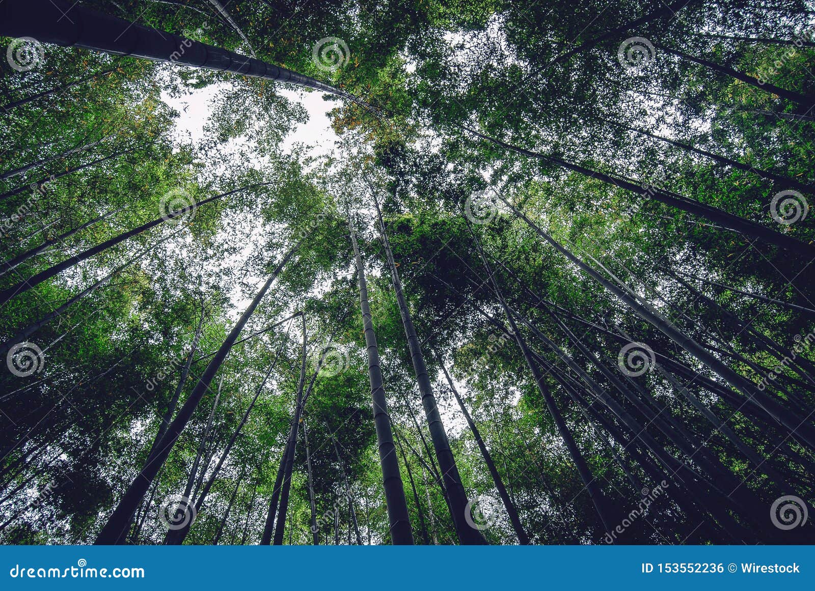 Upshot of Tall Thin Beautiful Trees in the Middle of a Forest Stock ...