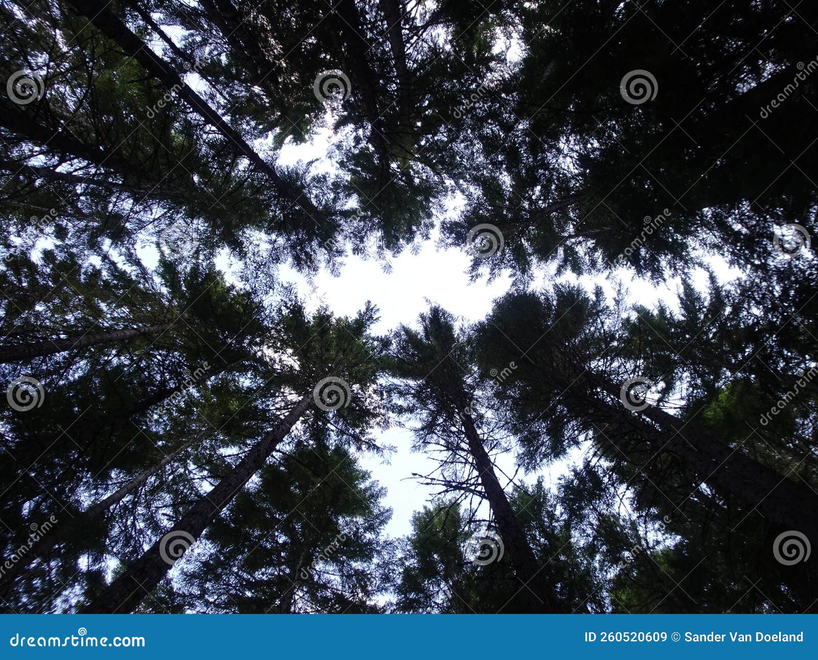 Upshot of a tree canopy stock image. Image of looking - 260520609