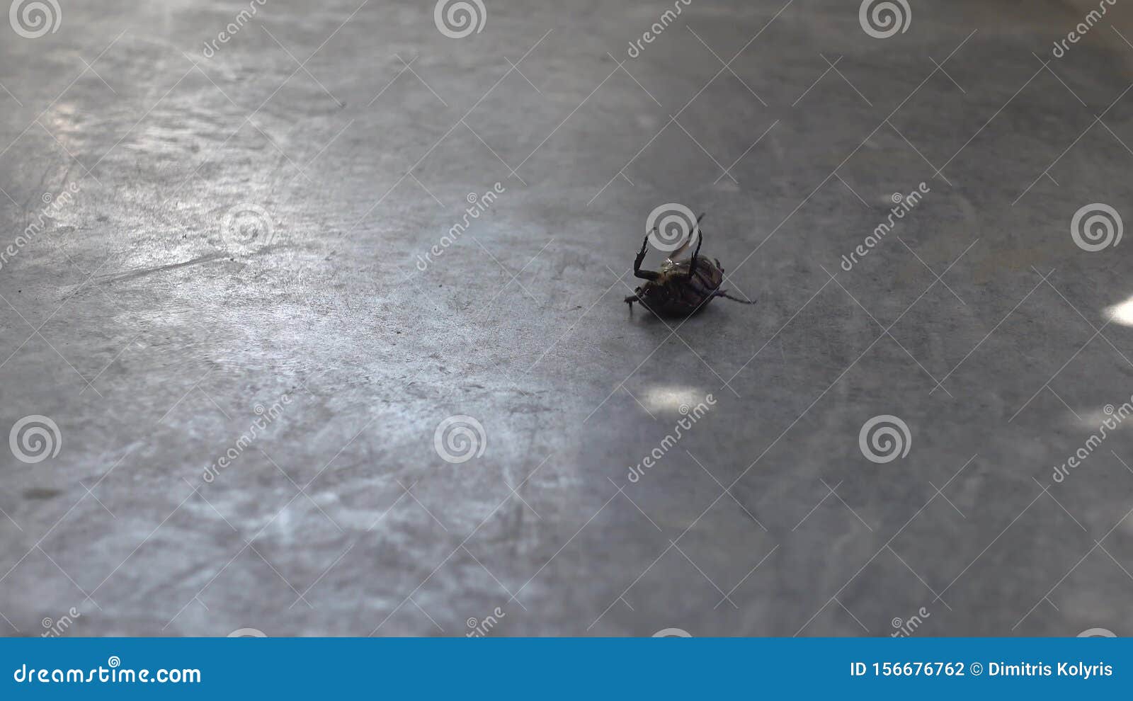 Upside down beetle insect stock footage. Video of back - 156676762