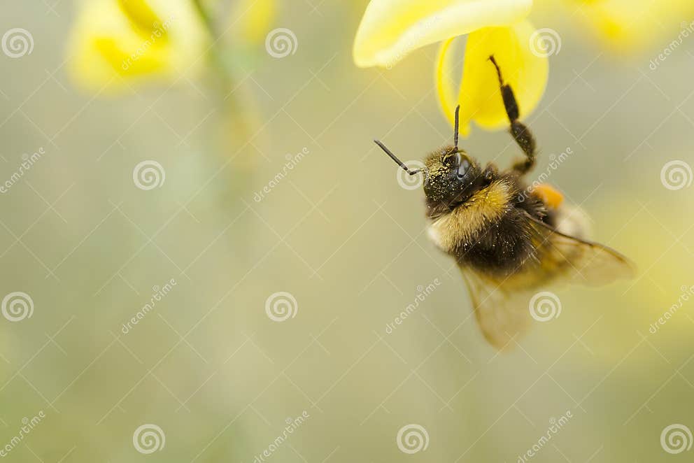 Upside down stock image. Image of bumblebee, hairy, flower - 64765935