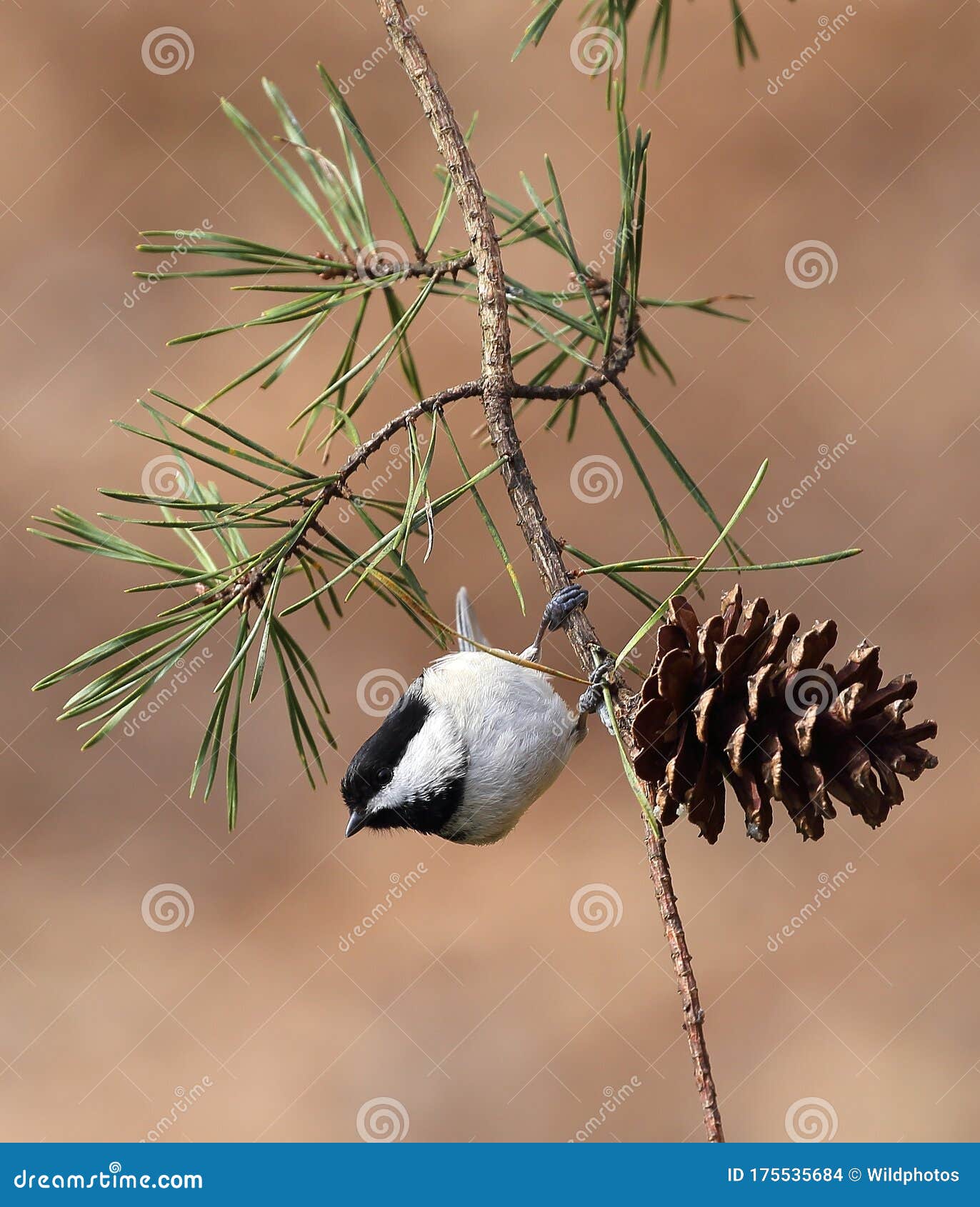 Upside Down Carolina Chickadee Stock Photo - Image of wildlife, upside: 175535684