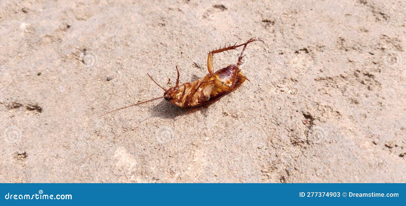 An Upside Down Cockroach Cannot Get Up on Its Own Stock Image - Image ...