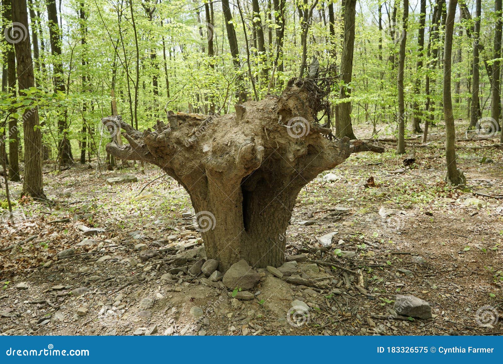 Upside down dead tree stock image. Image of park, stones - 183326575