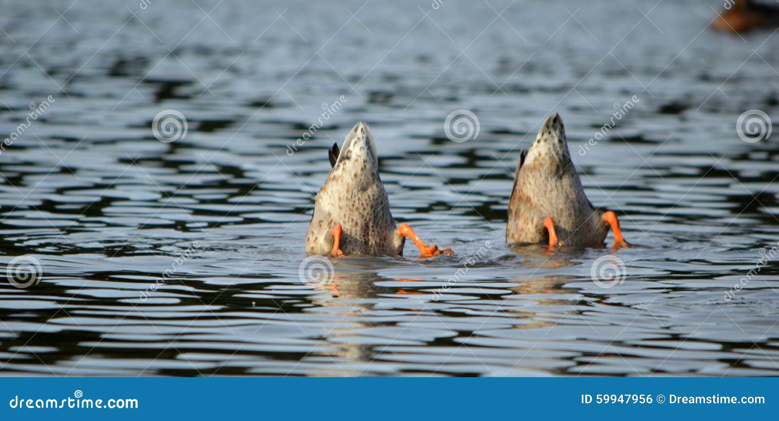 Upside Down Ducks stock photo. Image of upside, working - 59947956