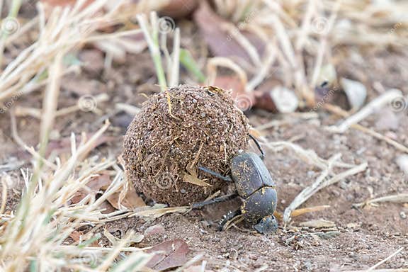 Upside Down Dung Beetle Rolling a Ball of Dung Stock Photo - Image of ...