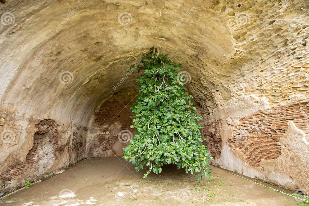 Upside-Down Fig Tree.Bacoli, Italy Stock Photo - Image of historic ...