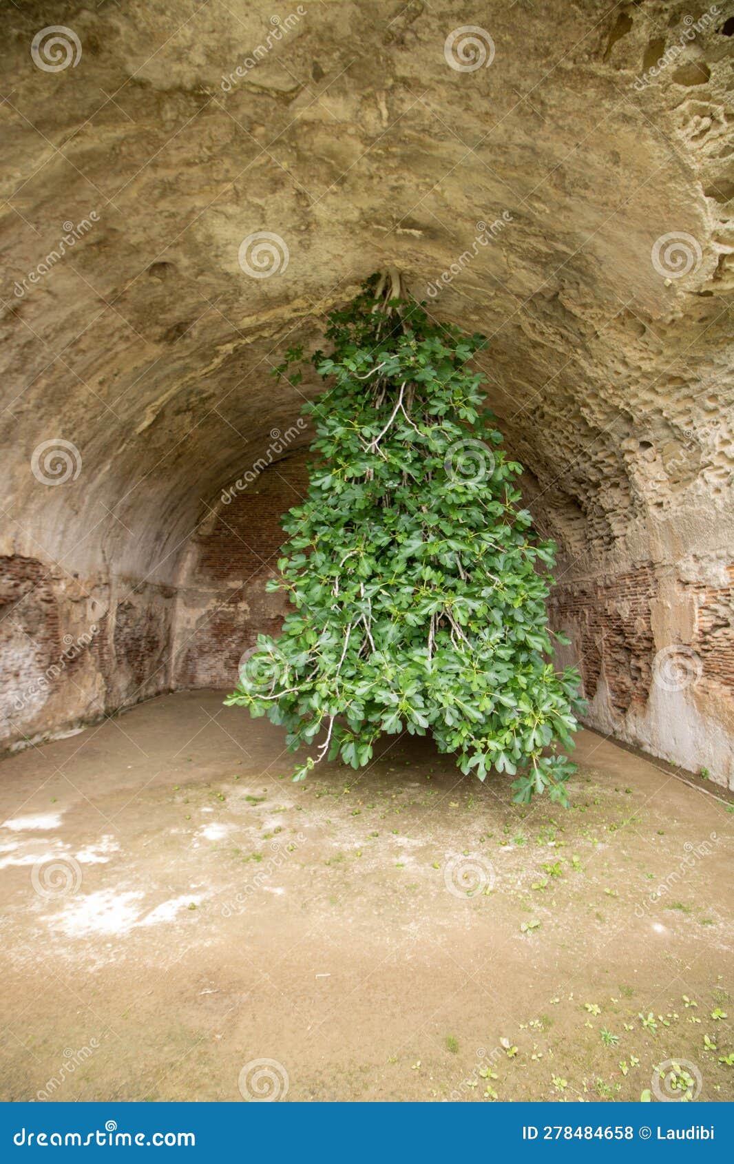 Upside-Down Fig Tree.Bacoli, Italy Stock Photo - Image of miseno, cuma ...
