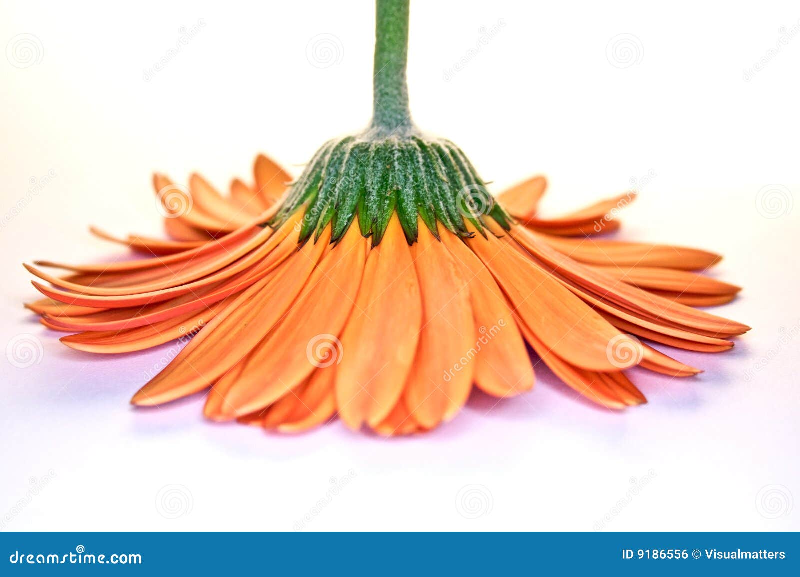 Upside Down Flower stock photo. Image of reversed, petals - 9186556