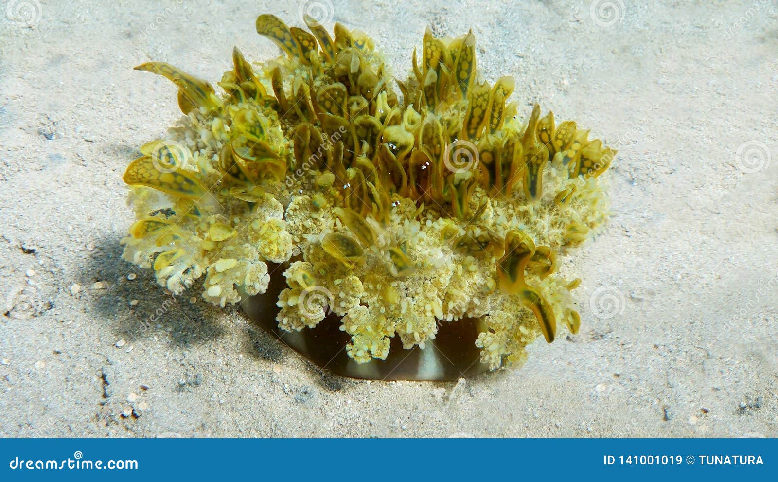 The Cassiopea Andromeda Upside-down Jellyfish. Stock Image ...