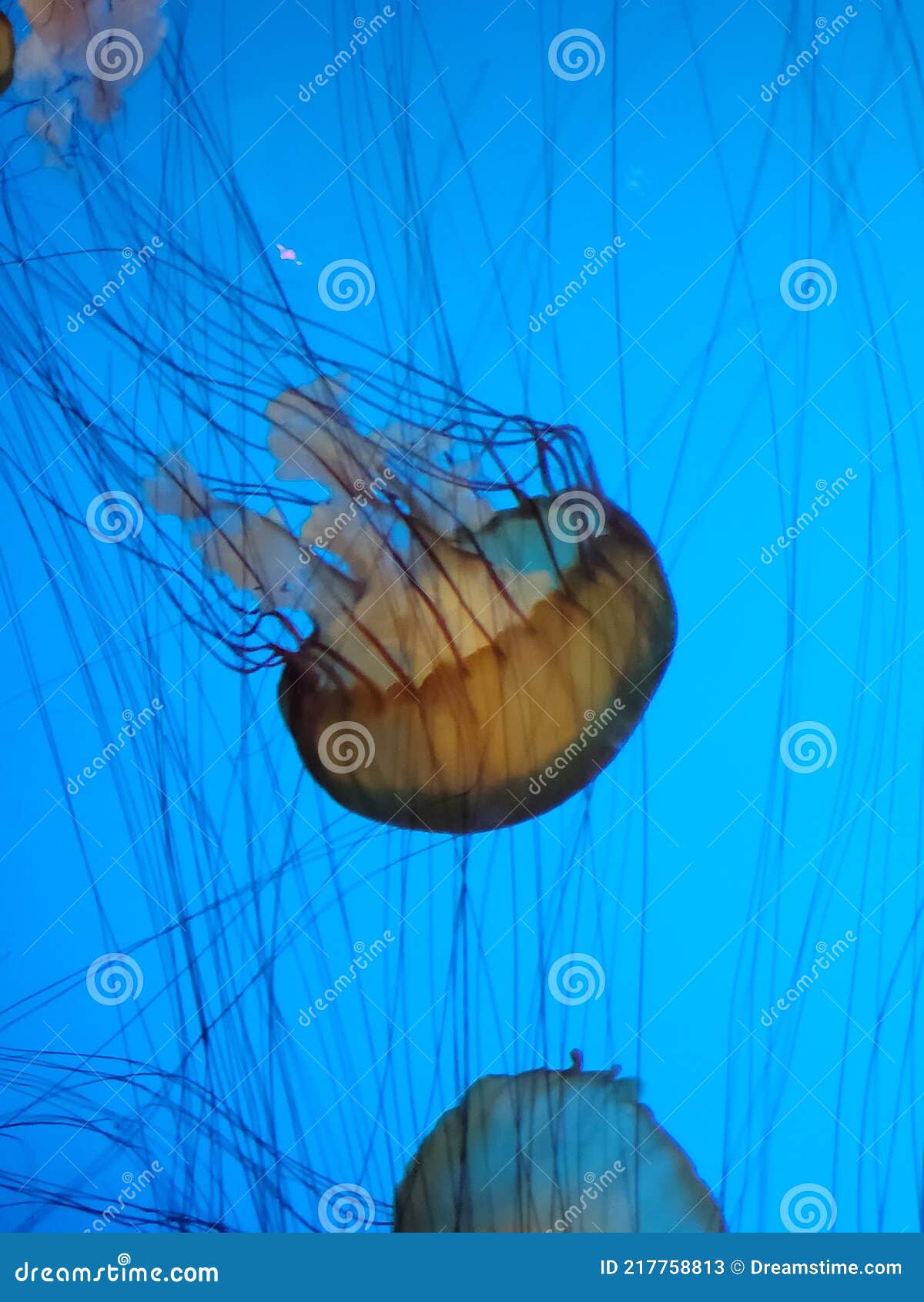 Upside Down Jellyfish stock image. Image of seafood - 217758813