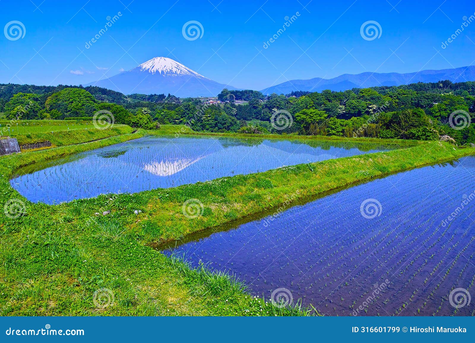 Rice fields and Mt. Fuji stock image. Image of planting - 316601799