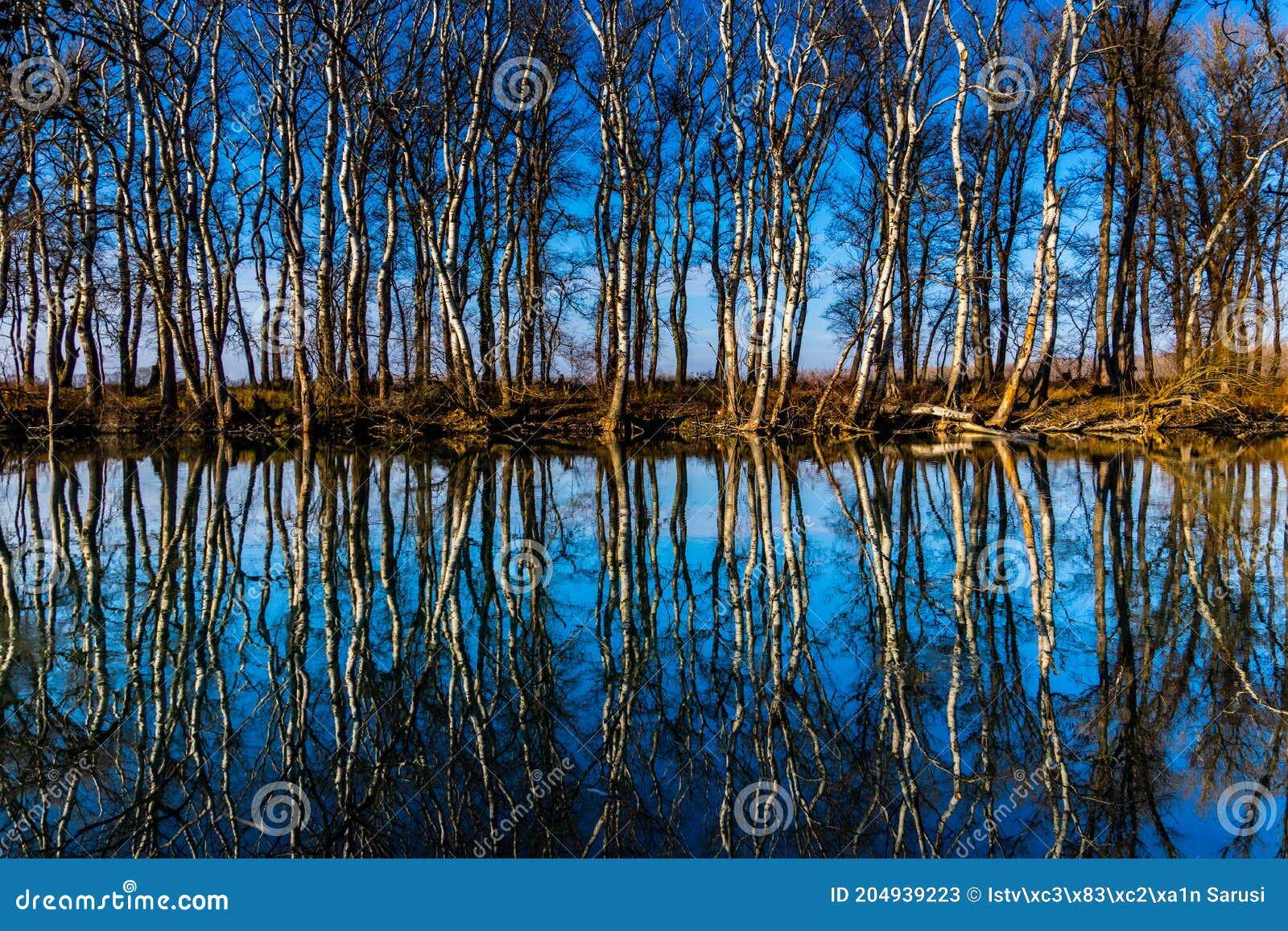 Upside-down in the Nature - Riverside Feeling Stock Image - Image of ...