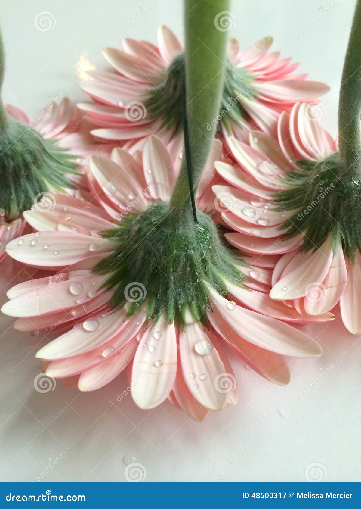 Upside down pink daisies stock image. Image of beautiful - 48500317