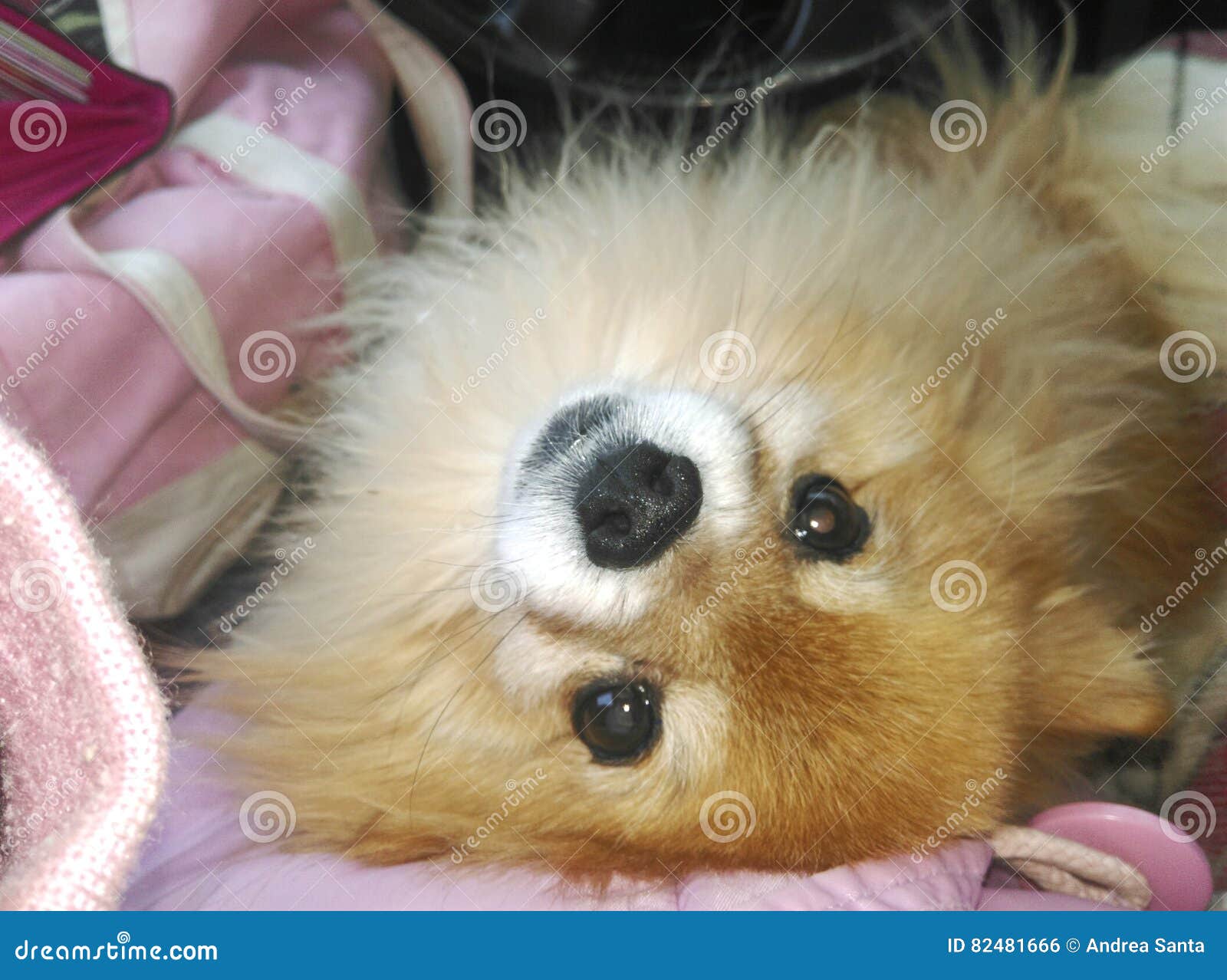 Upside down Pomeranian stock photo. Image of closeup - 82481666