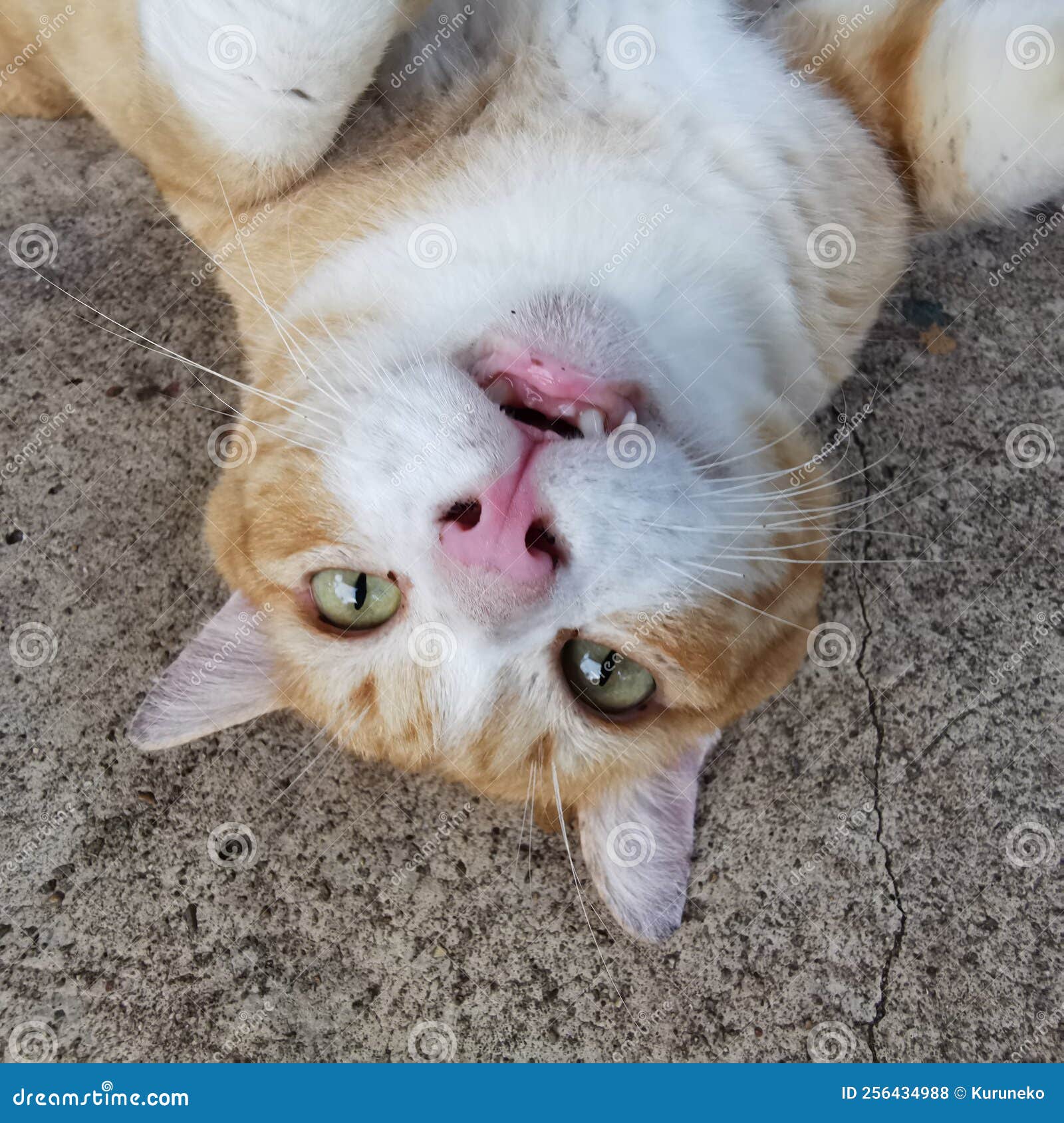 An Upside Down Portrait of a Fat Ginger Cat Lying on an Old Concrete ...