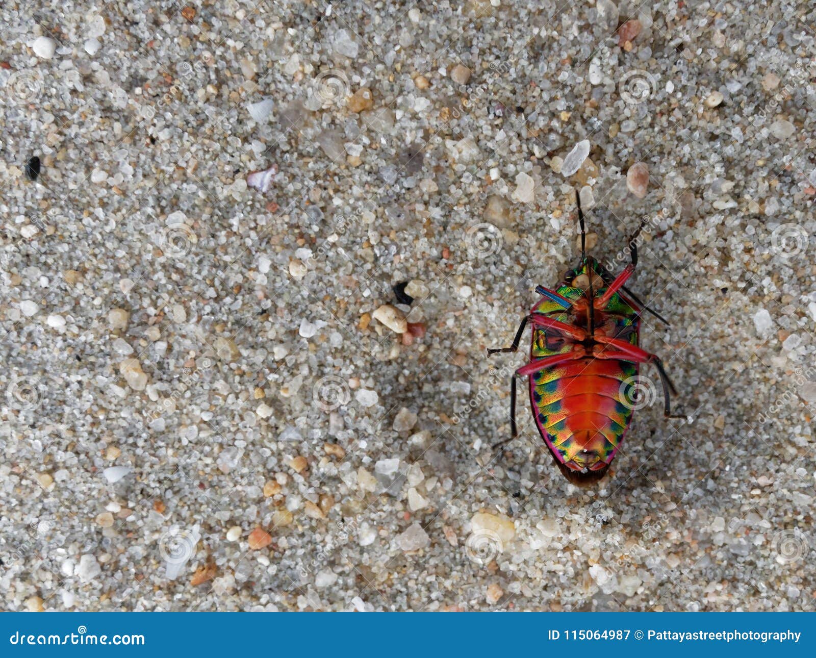Upside Down Rainbow Shield Bug Rolls Onto Its Back Over Sand on Beach ...