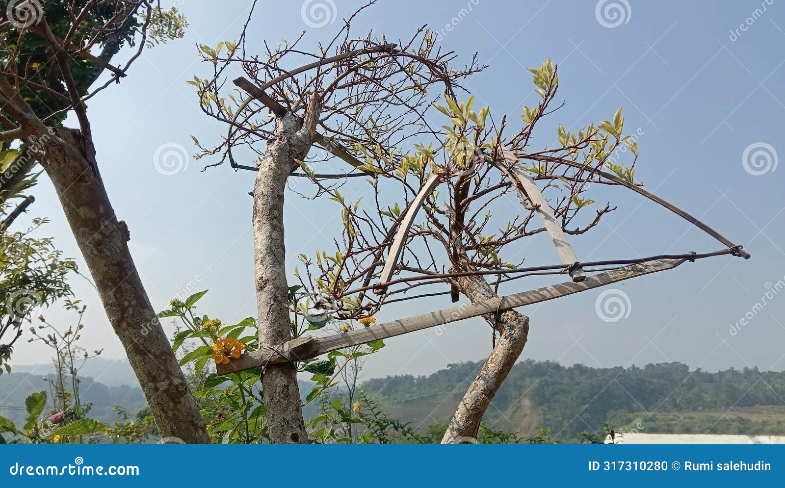 Upside down roots stock photo. Image of autumn, flower - 317310280