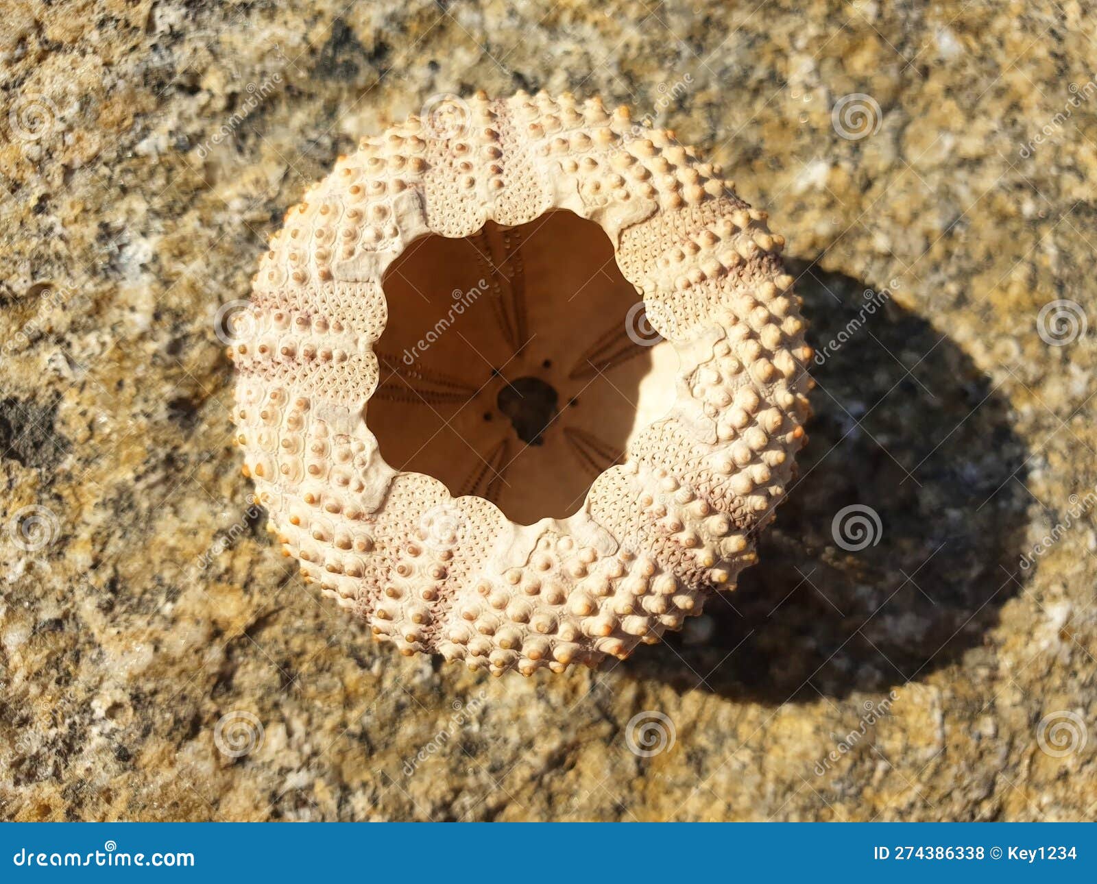 Upside Down Shell of Arbacia Lixula. Stock Photo - Image of abandoned ...