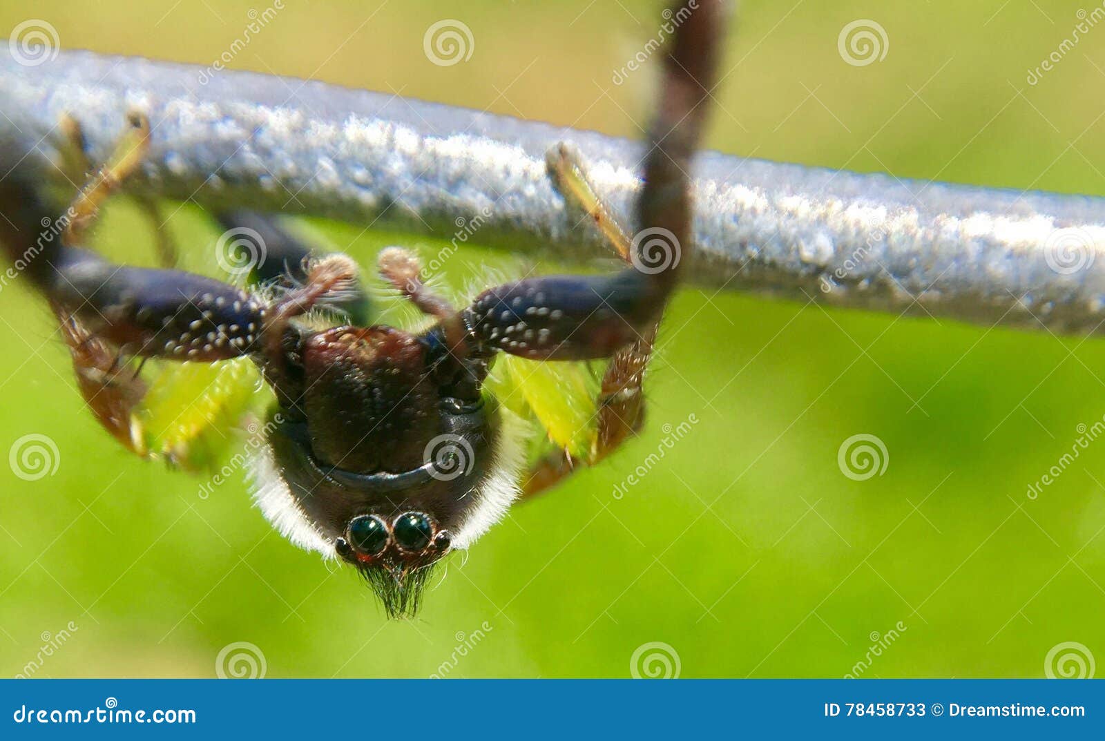 Upside Down Spider on a Ranch Stock Image - Image of upside, branch ...