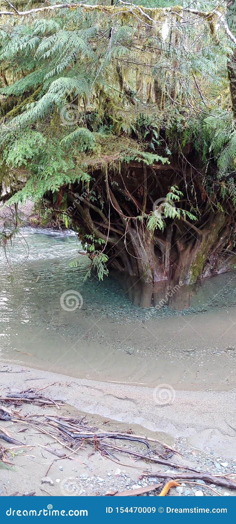 Upside down tree stump stock image. Image of tree, upside - 154470009