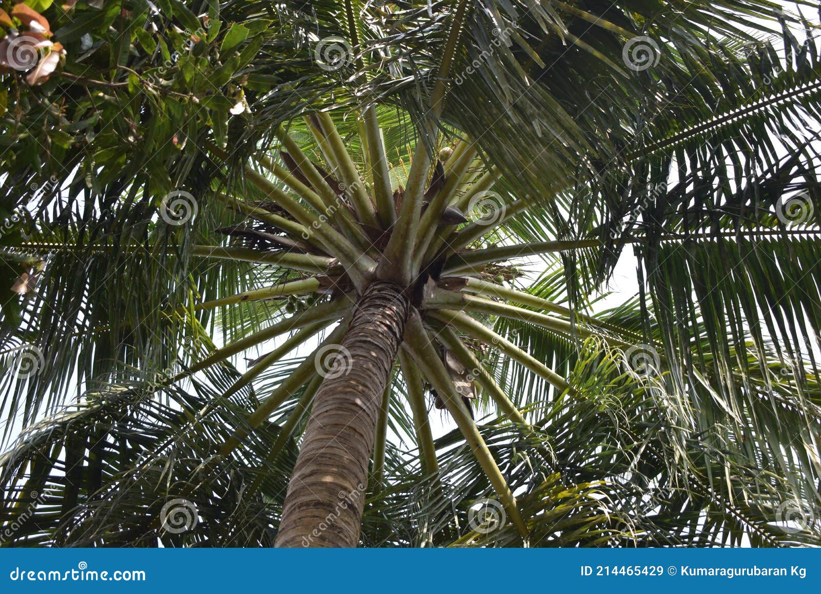 Upside Down View of Coconut Tree and Sky from the Beach Stock Image ...