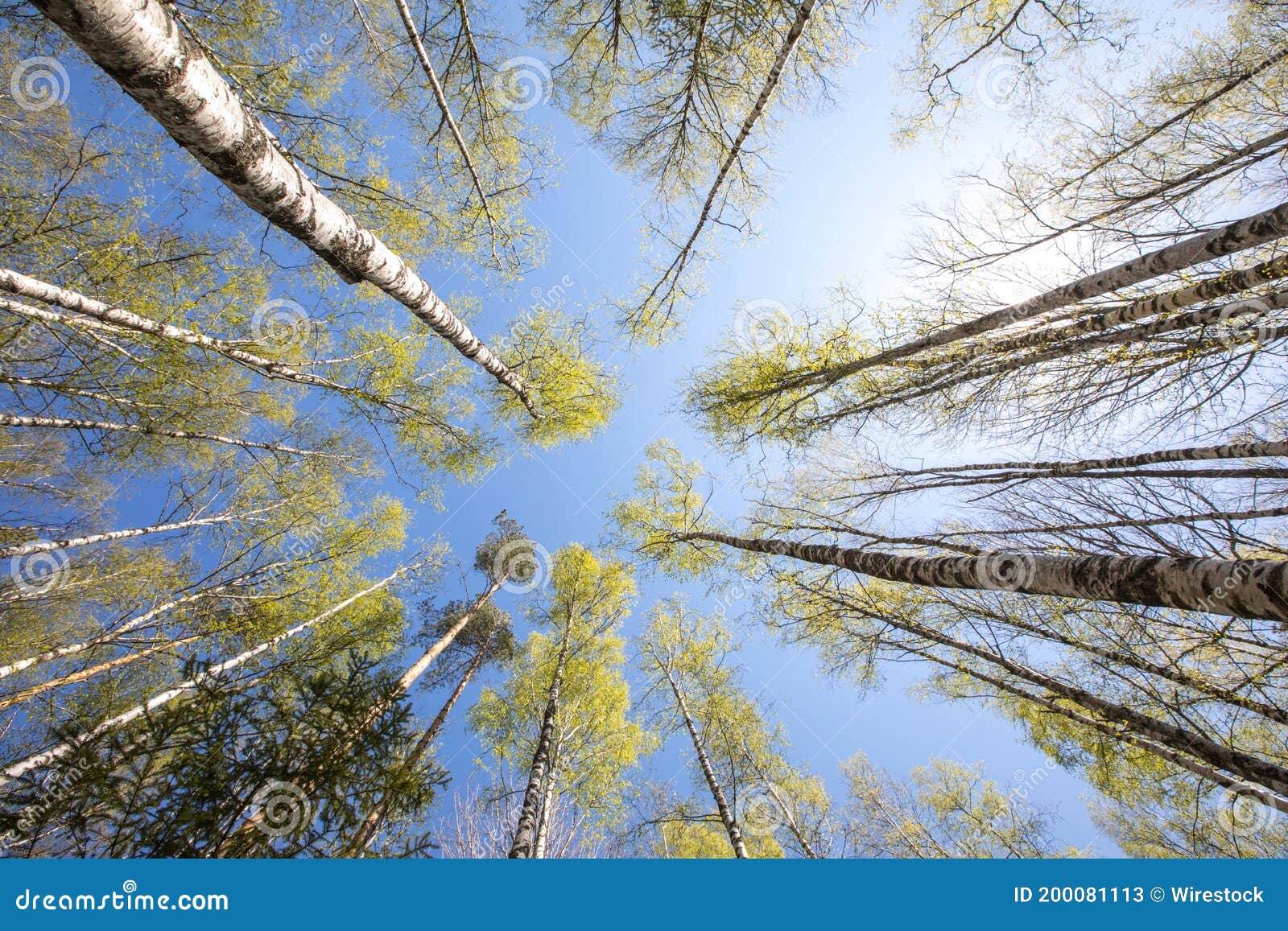 Upside View of the Birch Trees Canopy and the Emerald Green Emerging ...