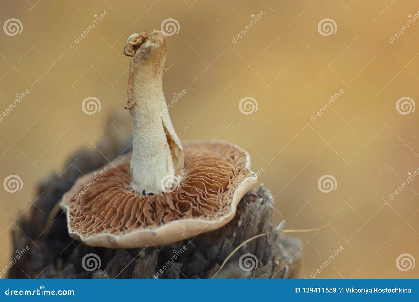 Upsidedown mushroom cap stock photo. Image of backgrounds - 129411558