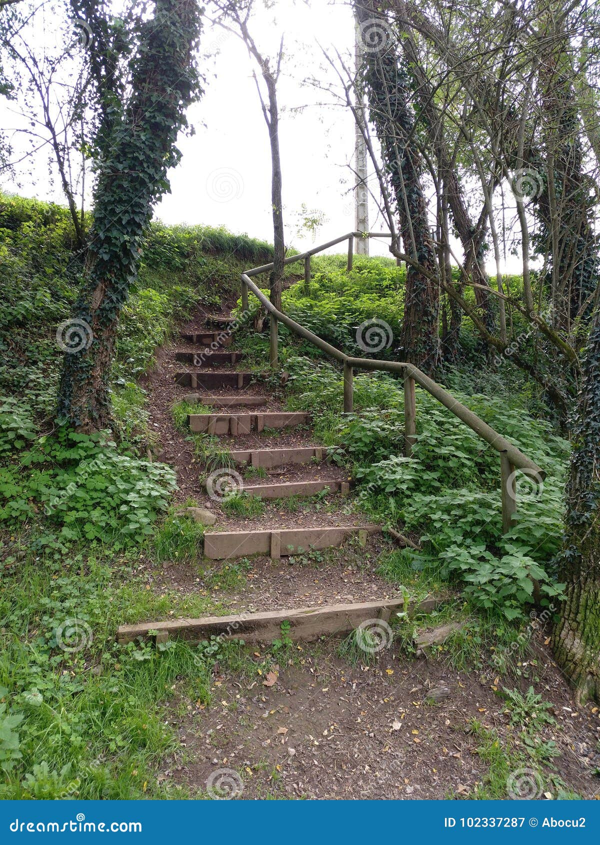 Upstairs image stock. Image du upstairs, forêt - 102337287