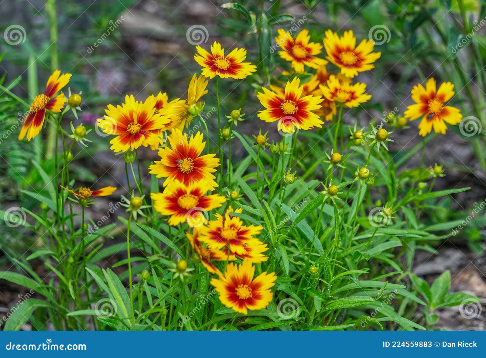 UpTick Gold and Bronze Hybrid Coreopsis Stock Image - Image of flower ...