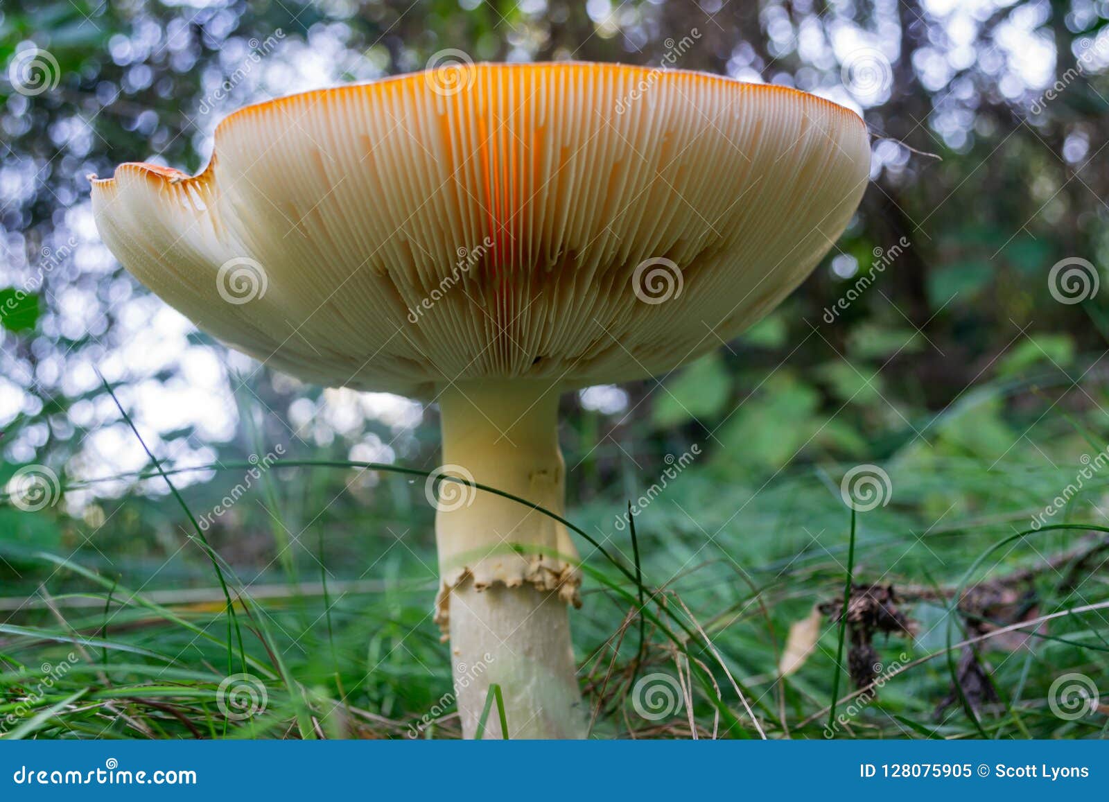 Upturned Mushroom from Below Stock Image - Image of forest, flora ...