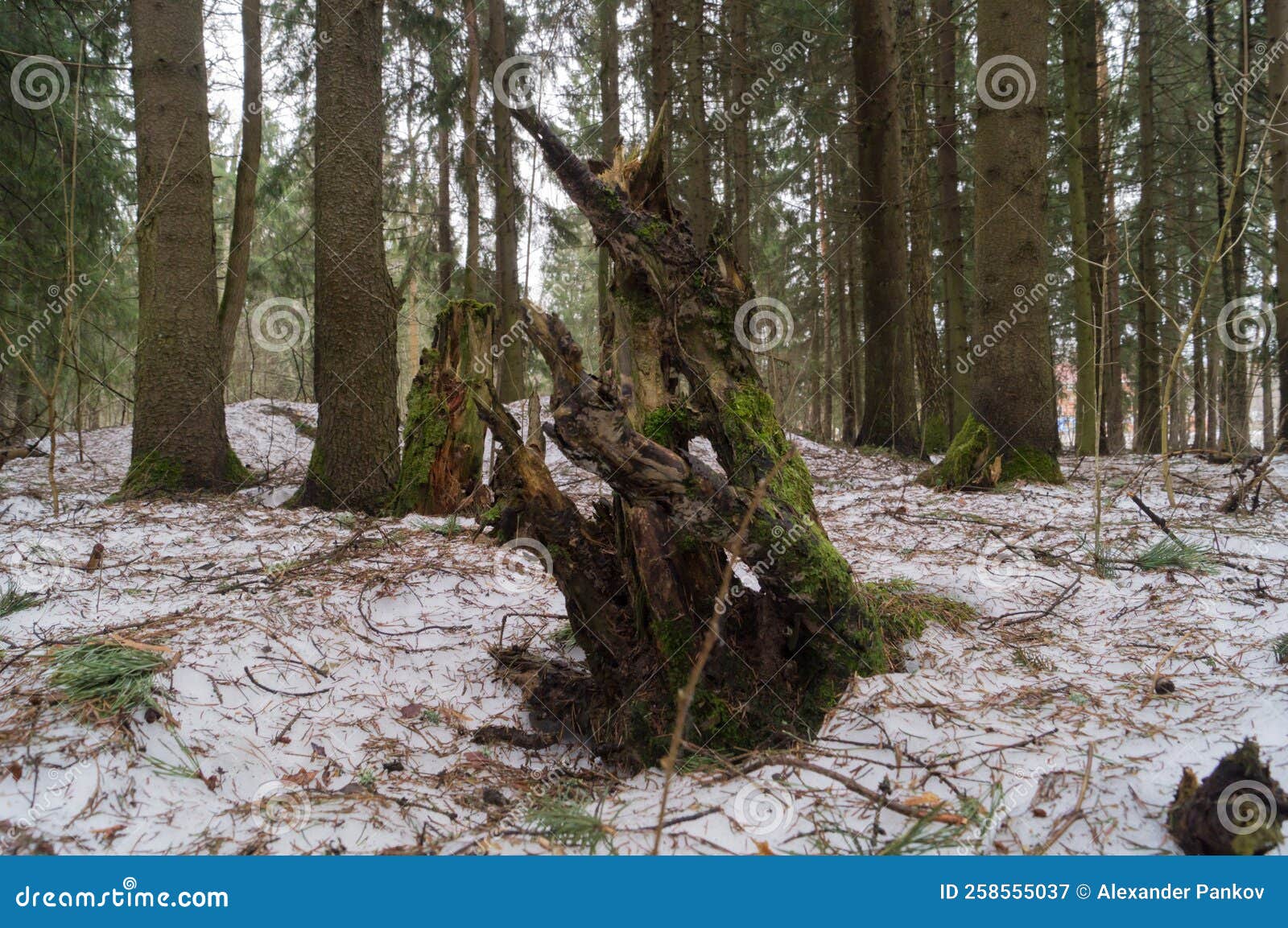 The Upturned Root of the Tree, Covered with Moss, Lies on the Ground ...