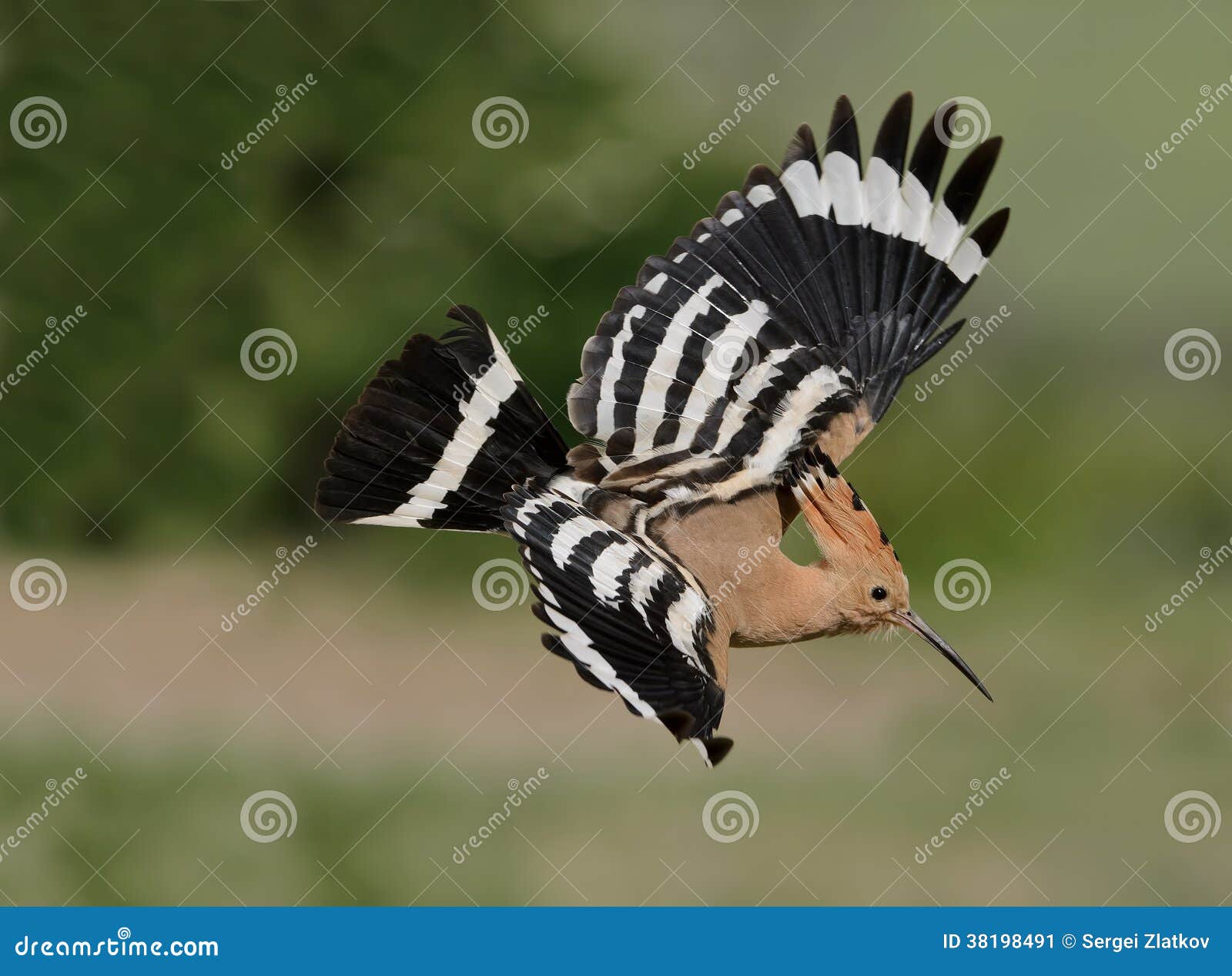 Upupa epops stock image. Image of ornithology, habitat - 38198491