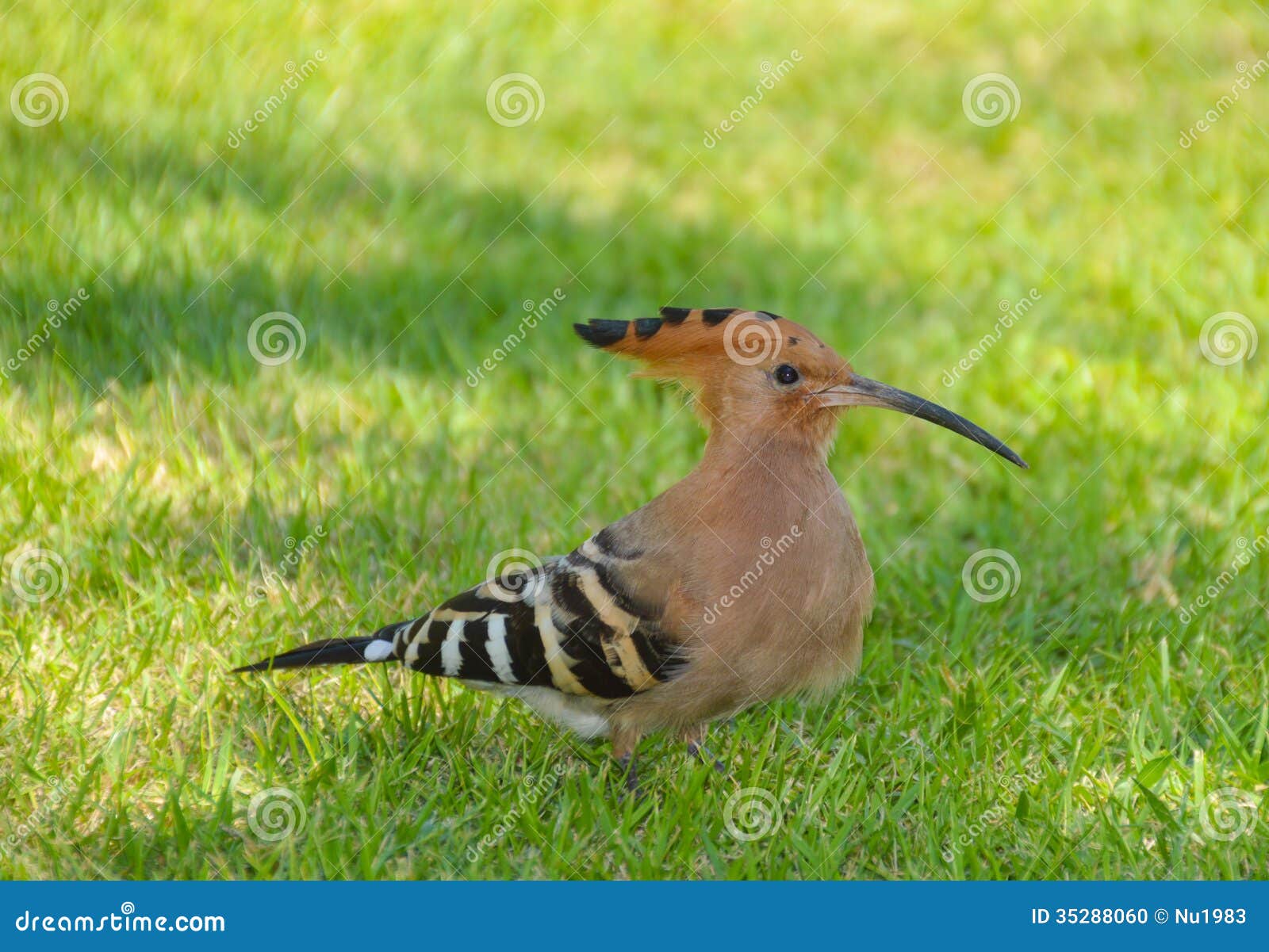 Upupa epops stock photo. Image of land, hoopoe, alone - 35288060