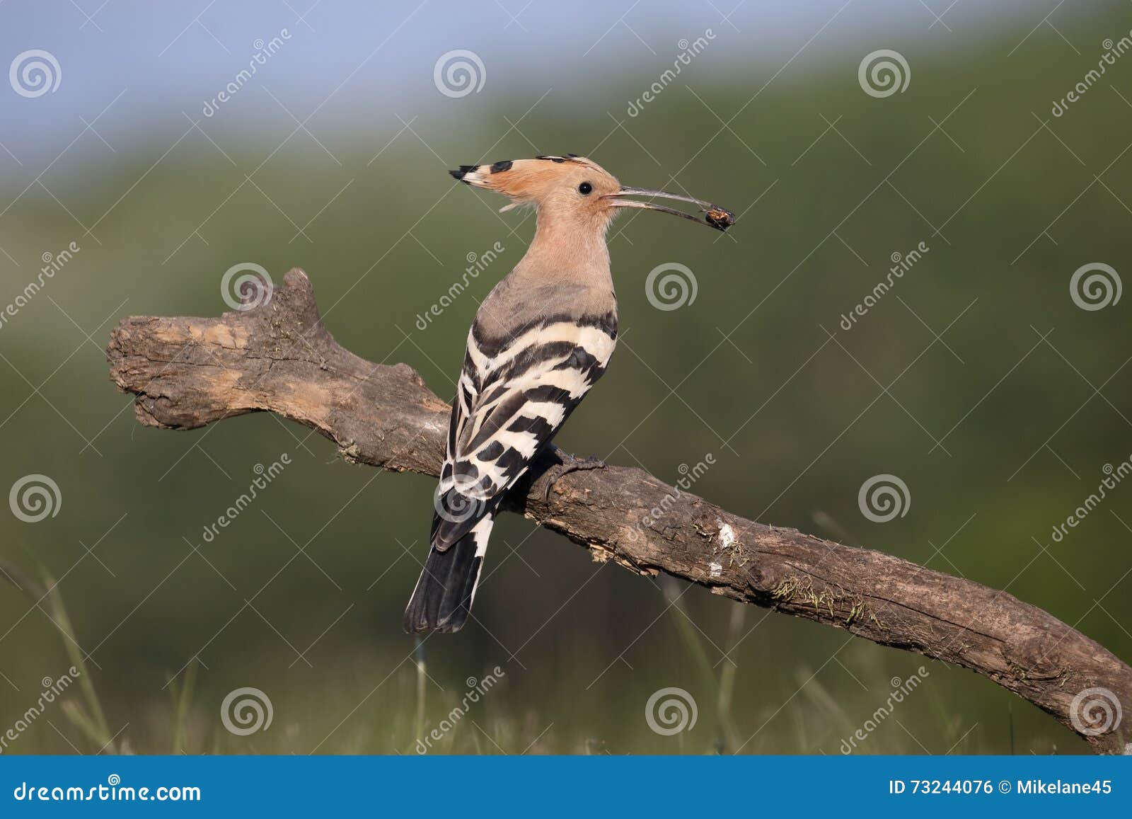 Upupa, epops del Upupa fotografia stock. Immagine di nave - 73244076