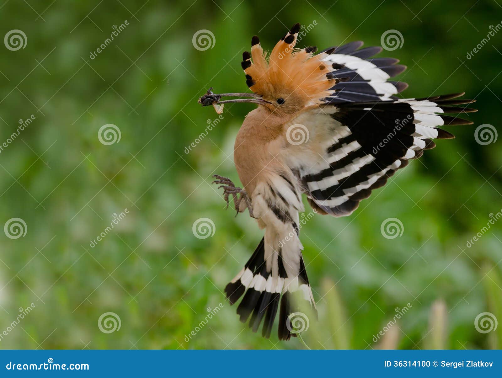 Upupa Stock Photography | CartoonDealer.com #92345792