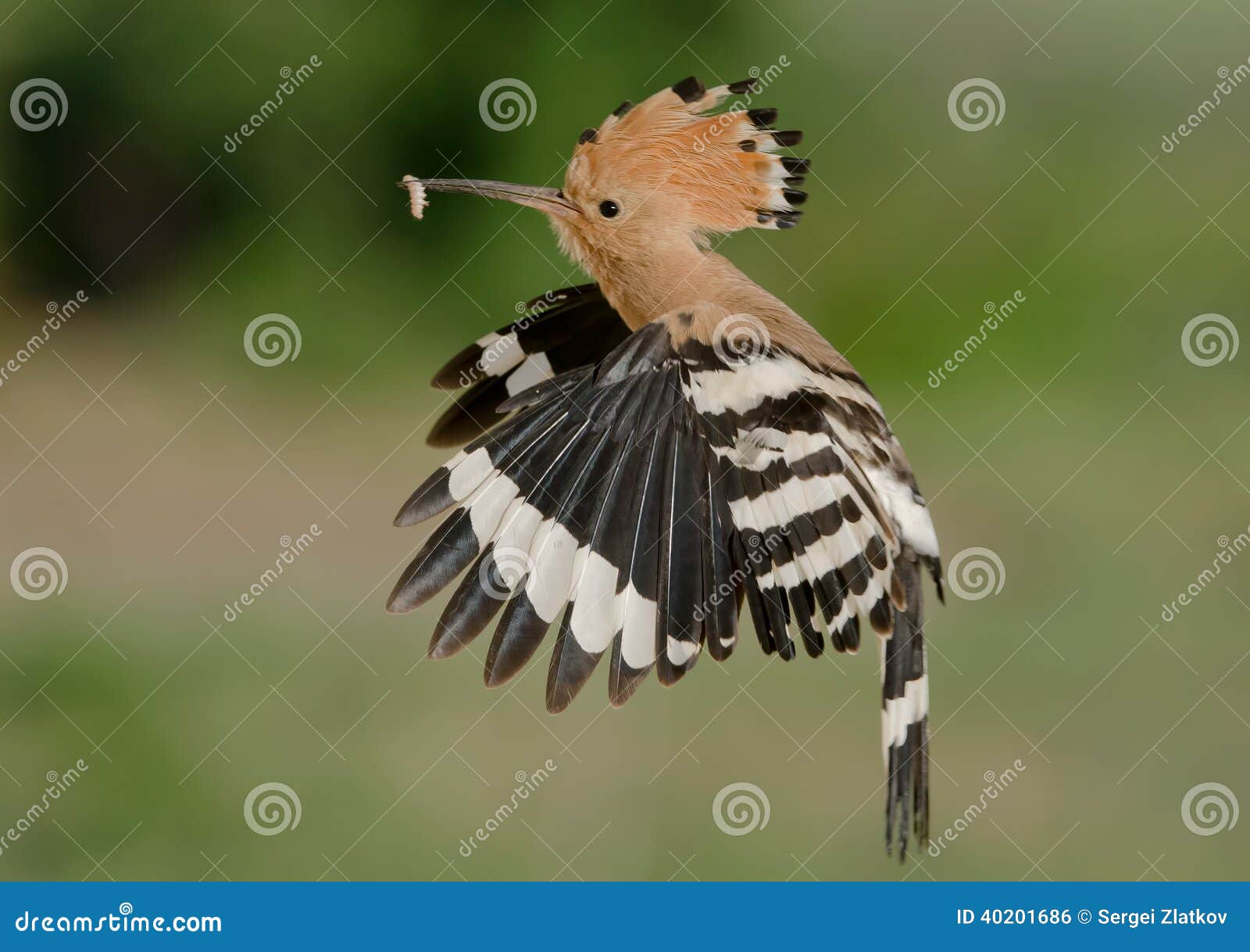 Upupa epops stock photo. Image of ornithology, nature - 40201686