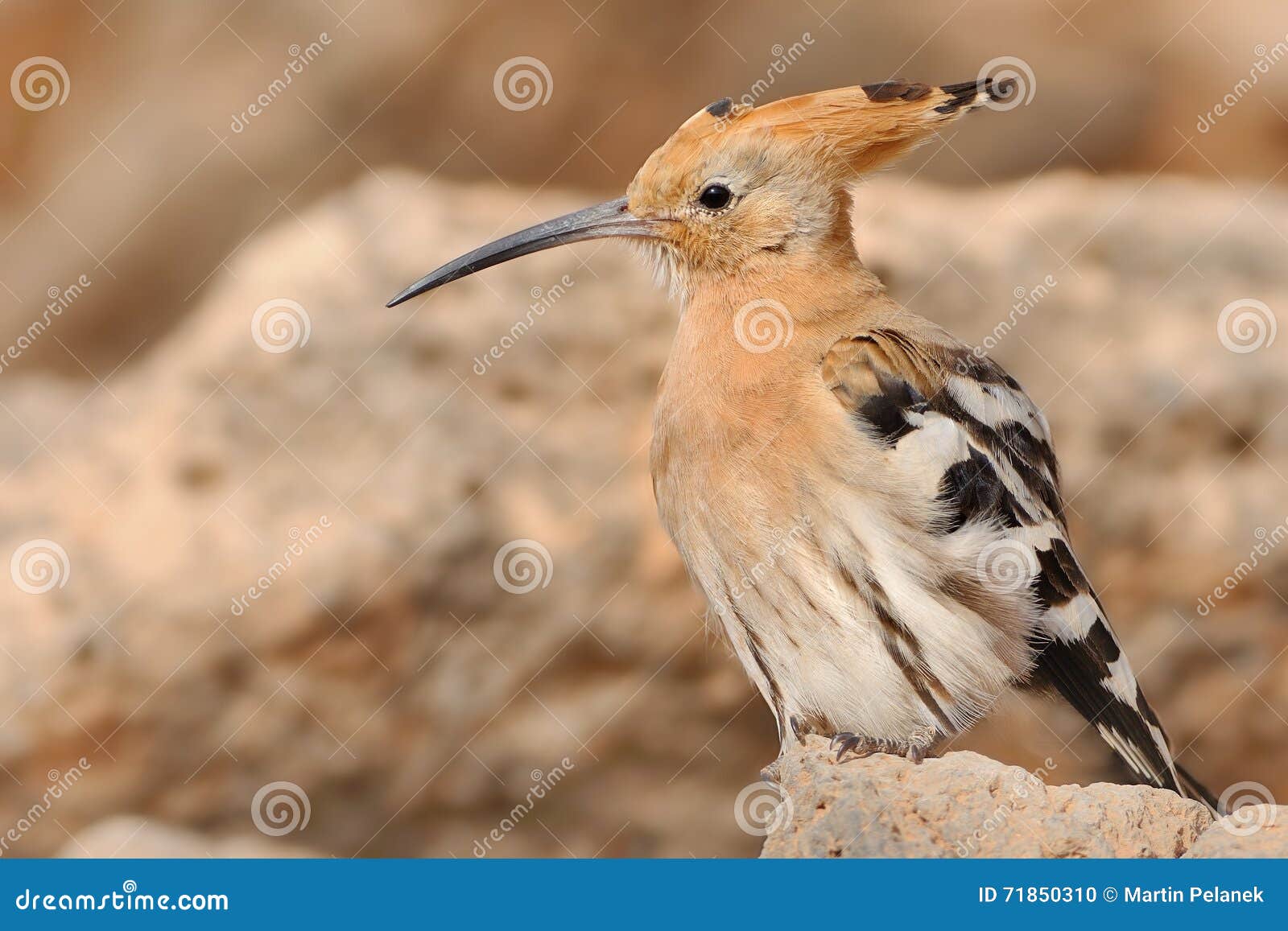Upupa Euroasiatica - Epops Del Upupa Fotografia Stock - Immagine di ...
