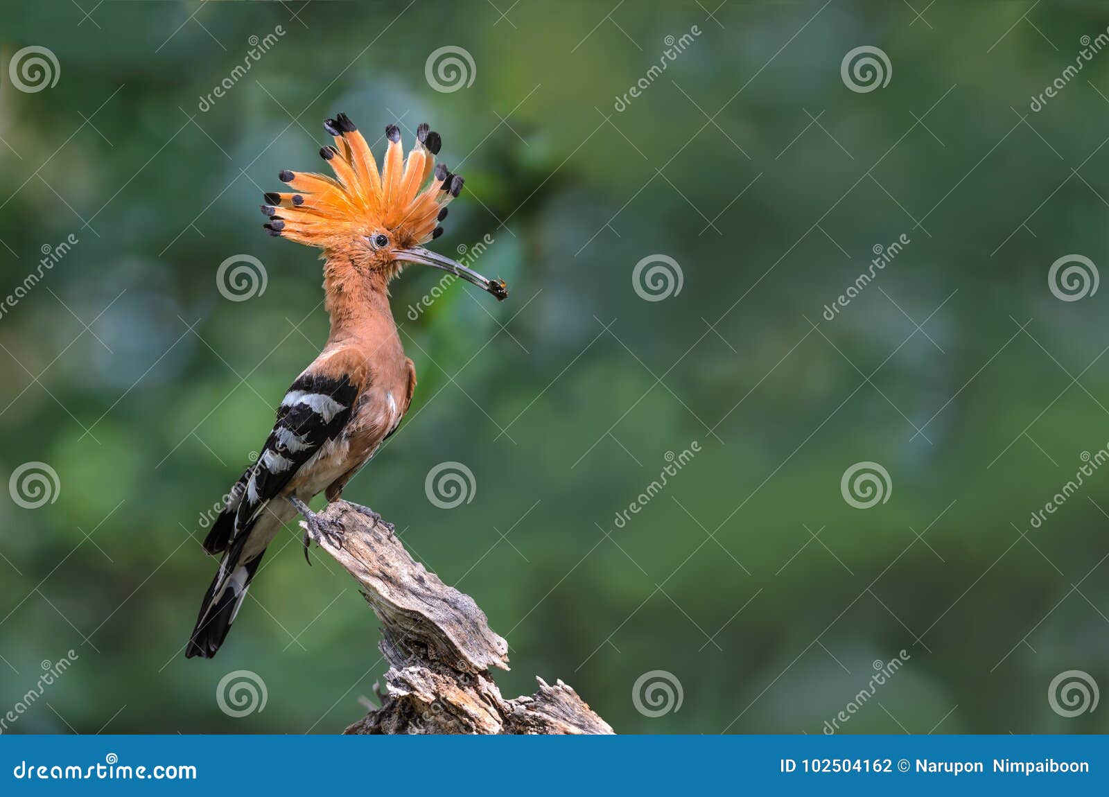 Upupa Euroasiatica O Epops Comuni Del Upupa O Dell'upupa Fotografia ...
