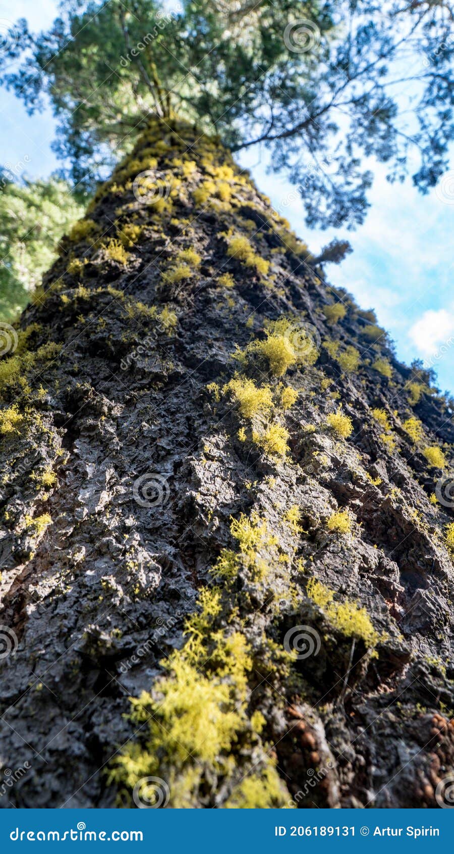 Upward Angle of Large Tree Covered with Moss Stock Image - Image of ...