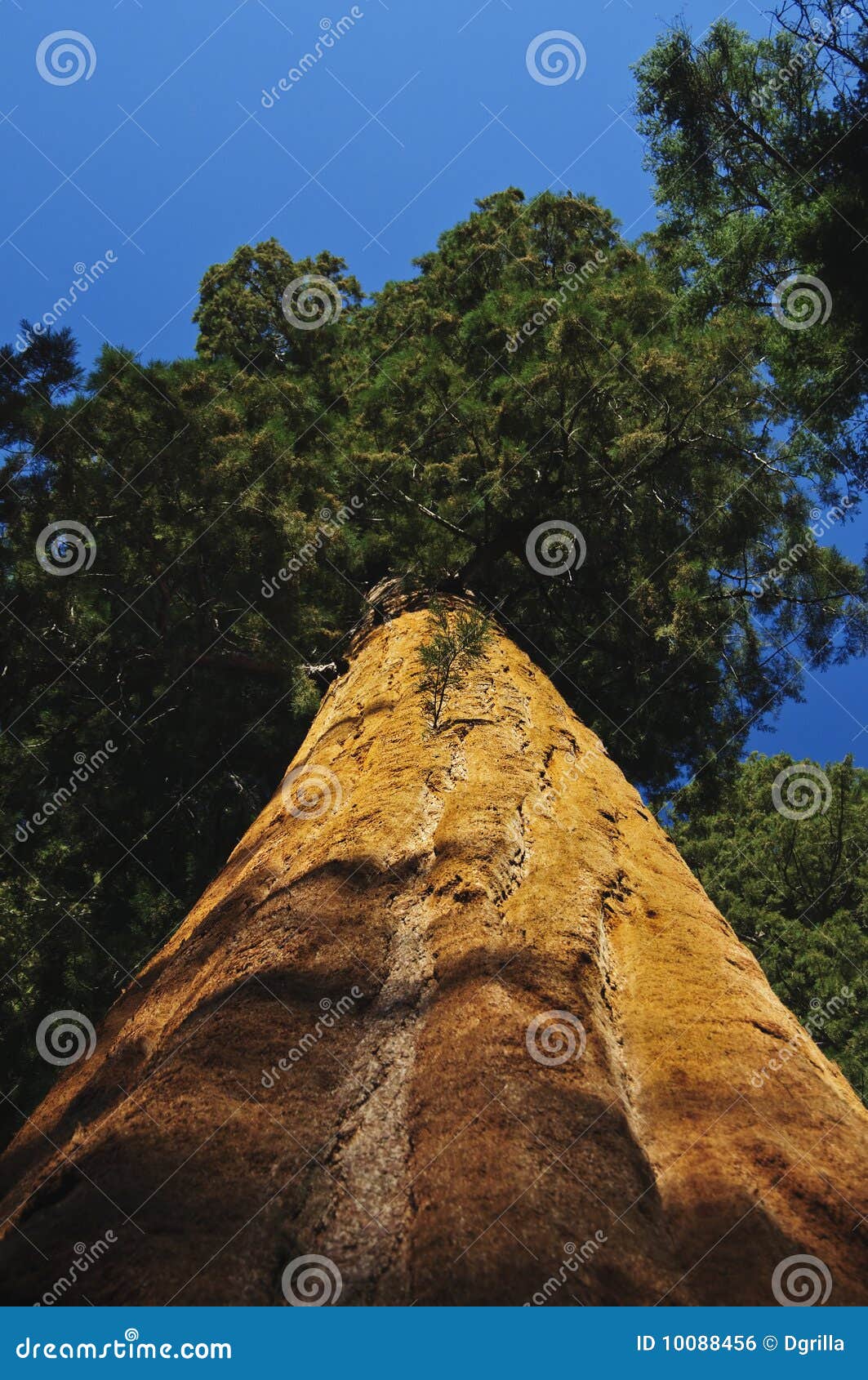 Upward Angle of Redwood Tree Stock Photo - Image of nature, upward ...