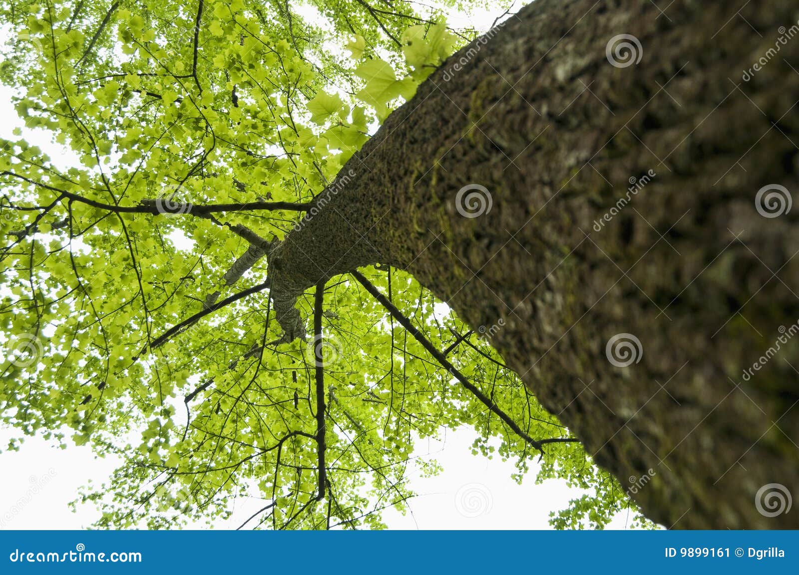 Upward angle of tree stock image. Image of background - 9899161