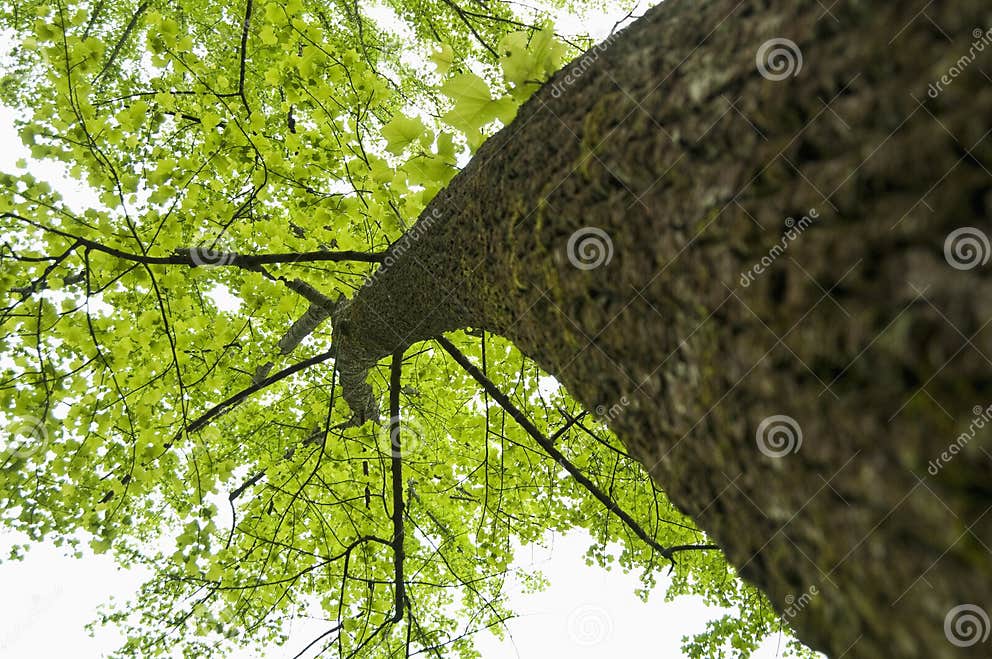 Upward angle of tree stock image. Image of background - 9899161