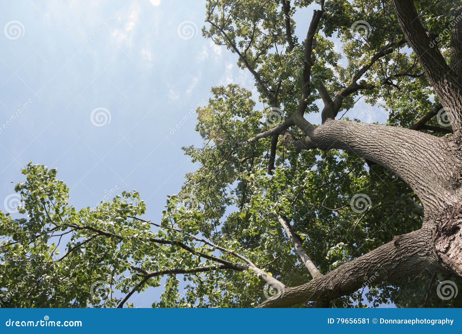 Upward Angle Of Large Pine Tree Bark Royalty-Free Stock Photo ...