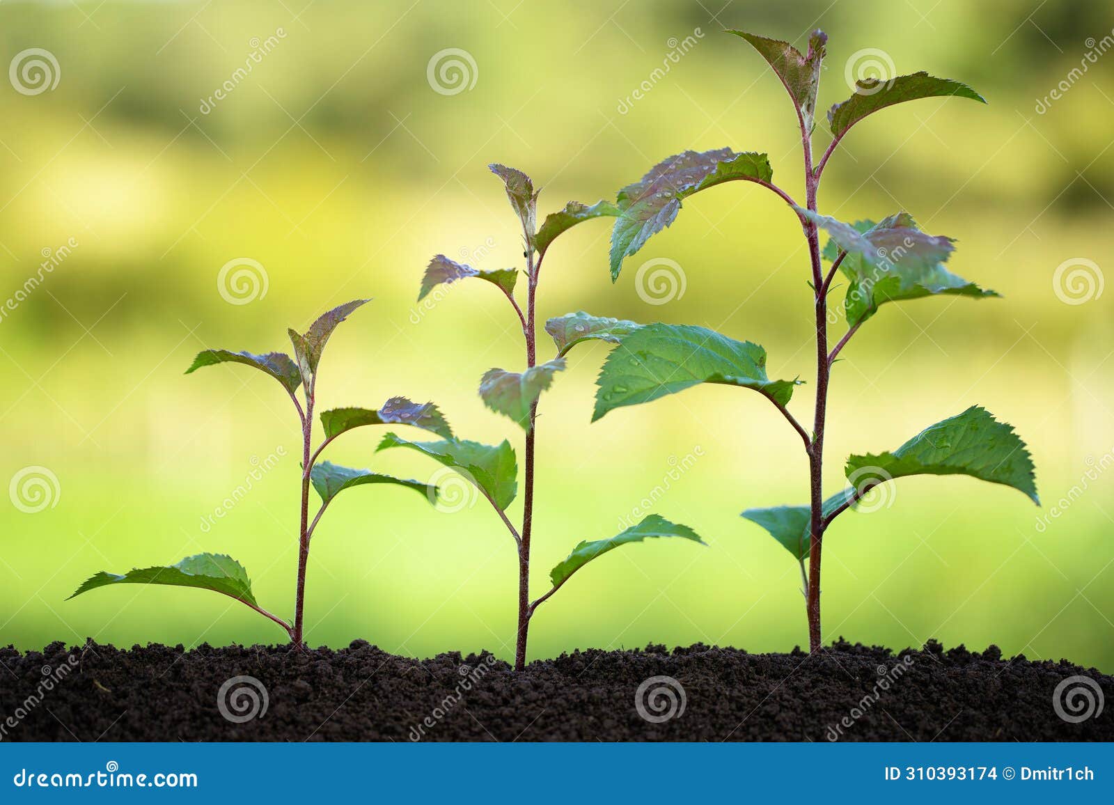 Upward Growth Concept, Plants of Different Sizes As Steps Stock Photo ...